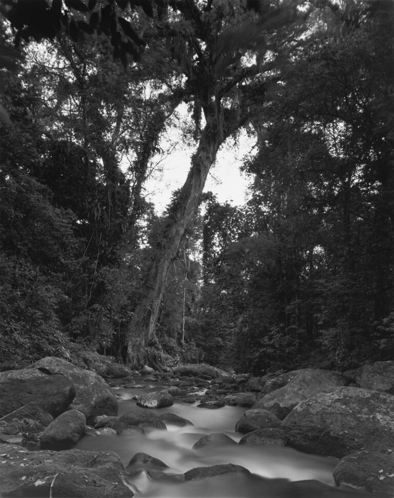 Valdir Cruz | Throckmorton Fine Art Gallery New York